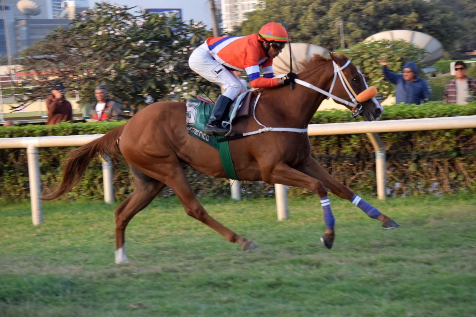 Lola Lola quedó lista para el Clásico Maidenform - Haras Rancho Fatima